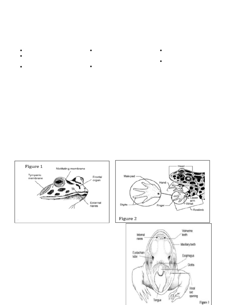 Frog Dissection Activity | PDF | Stomach | Frog