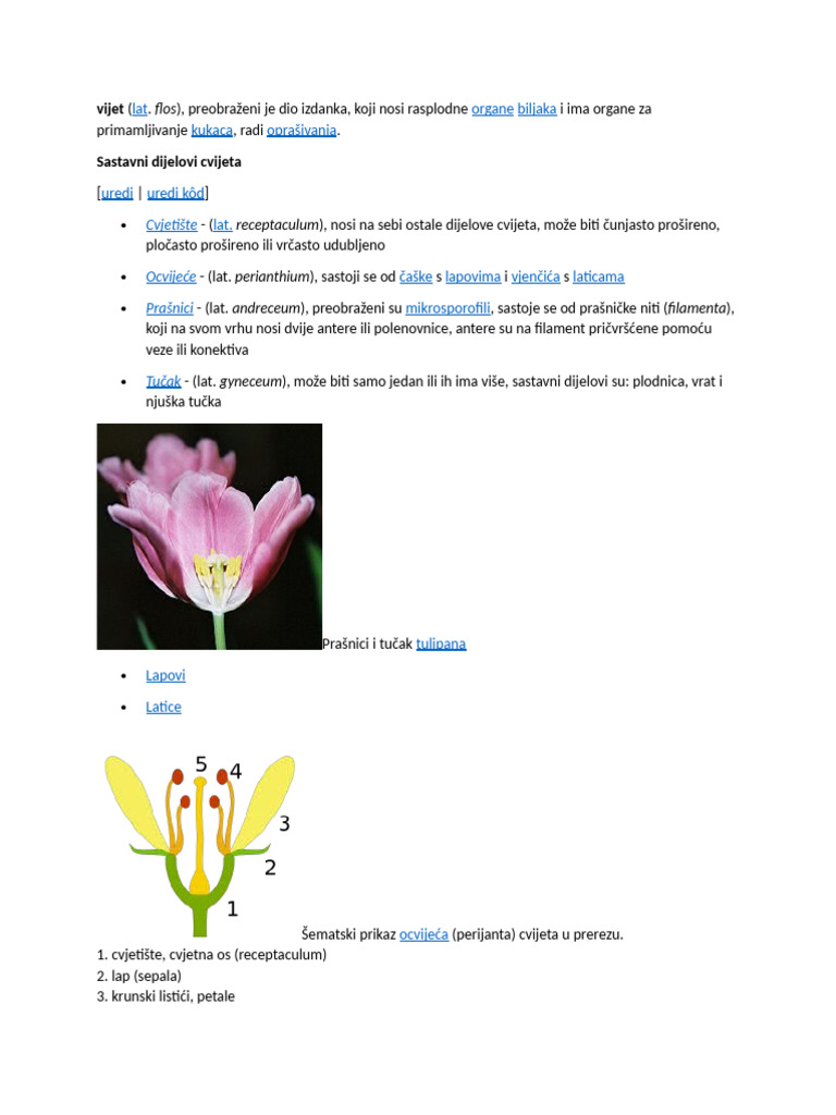 Cvijet | PDF