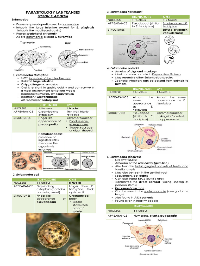 PARASITOLOGY LAB TRANSES MIDTERMS Merged Merged 1 | PDF | Parasitology