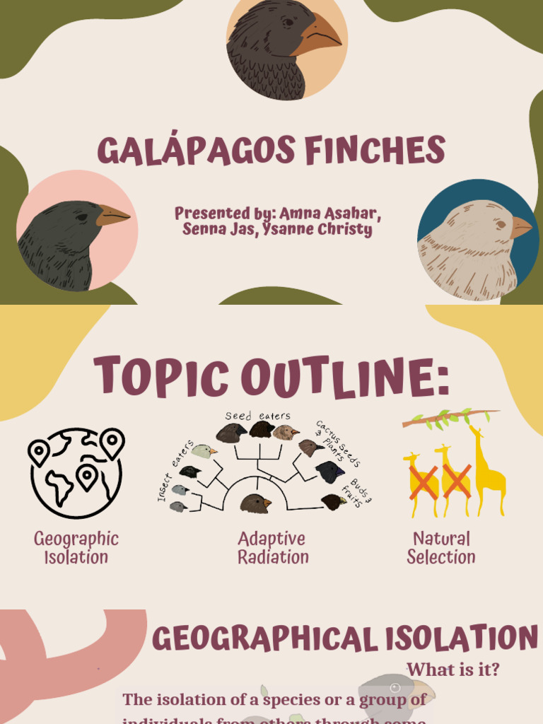 Galapago's Finches | PDF | Adaptation | Natural Selection