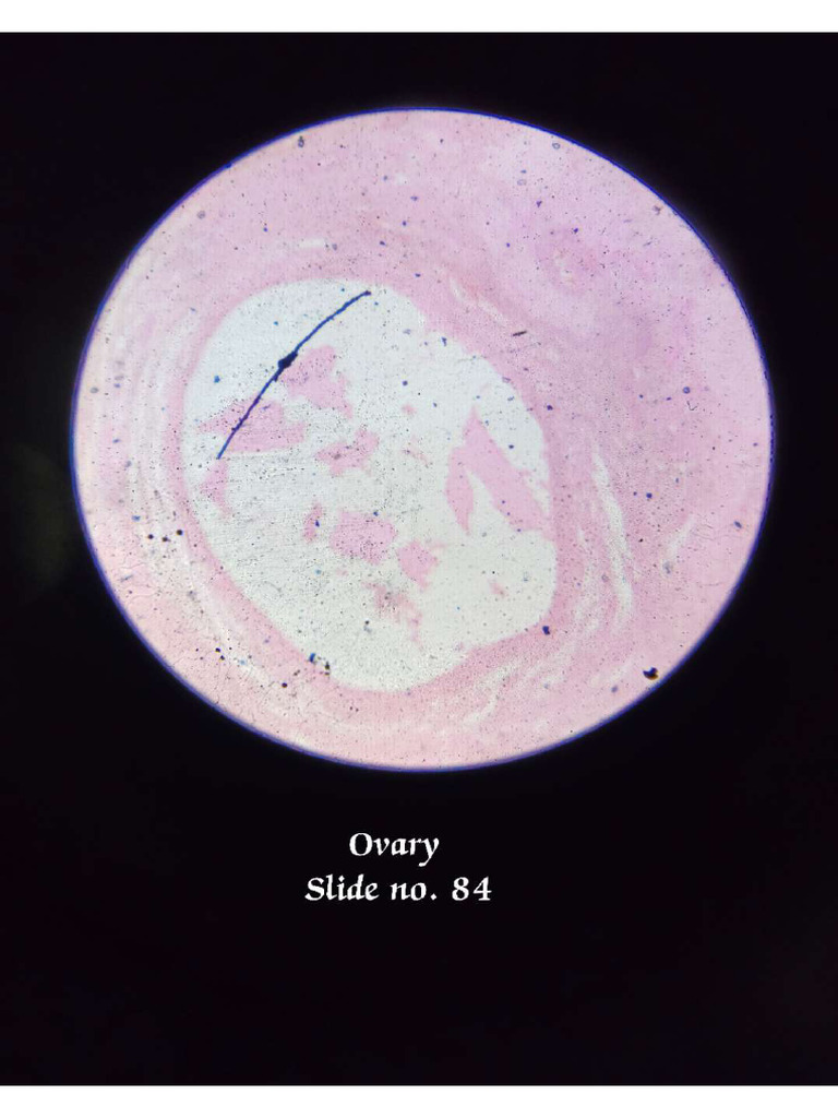 Histology Slides | PDF