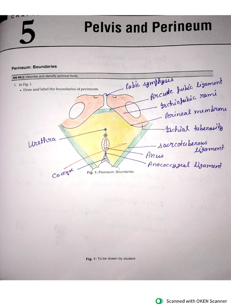 Pelvis and Perineum-1-1 | PDF