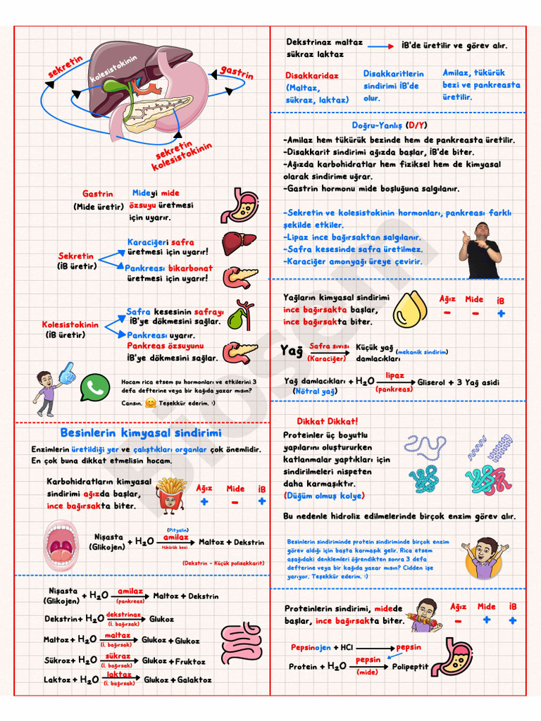 11.sinif Ayt Biyoloji Sindirim Sistemi Besinlerin Kimyasal Sindirimi Konu Anlatimi PDF | PDF