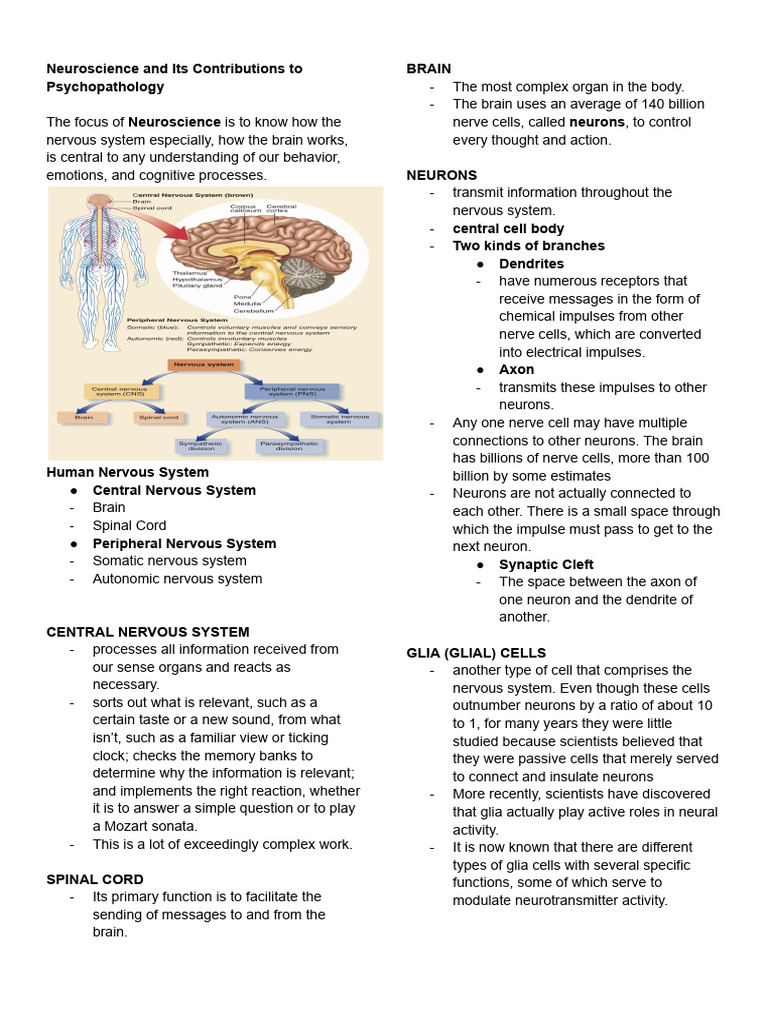 Neuroscience & Contributions | PDF | Neurotransmitter | Neuron
