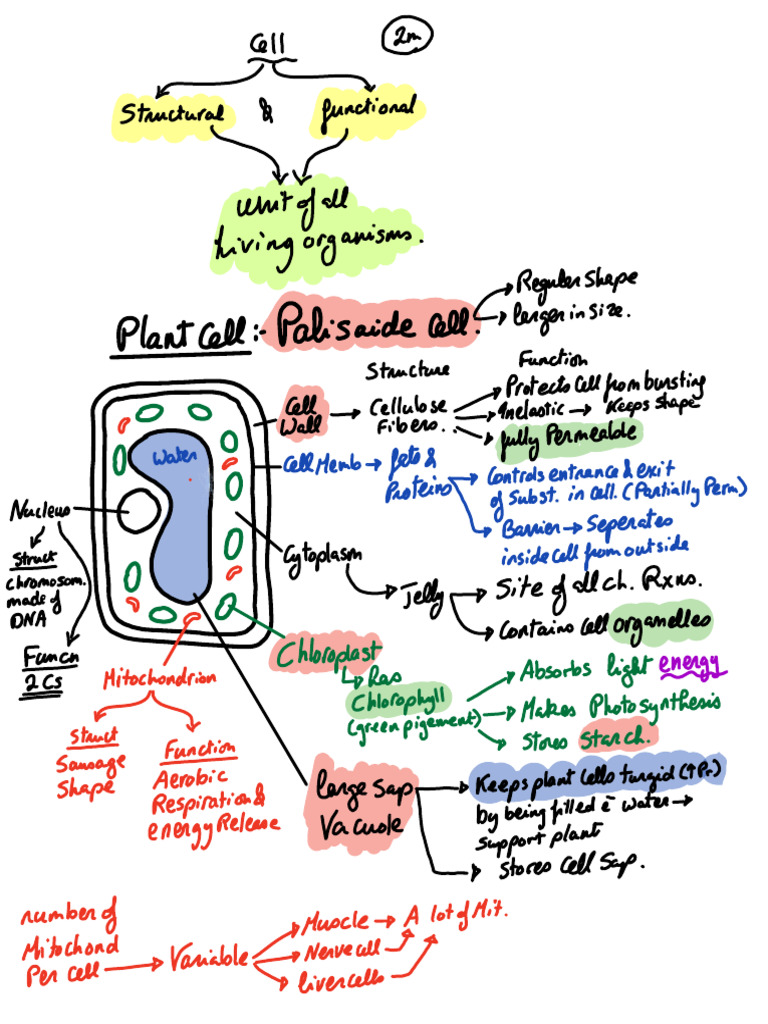 Cell Structure | PDF