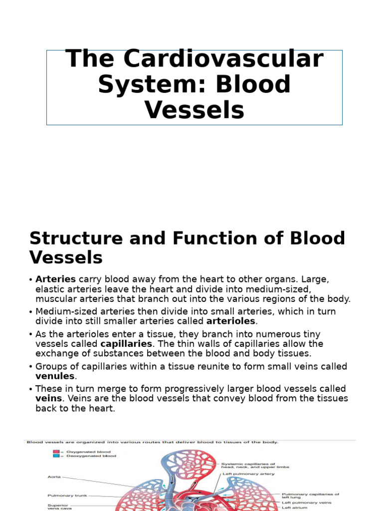 Cardiovascular System 2 | PDF | Blood Pressure | Capillary