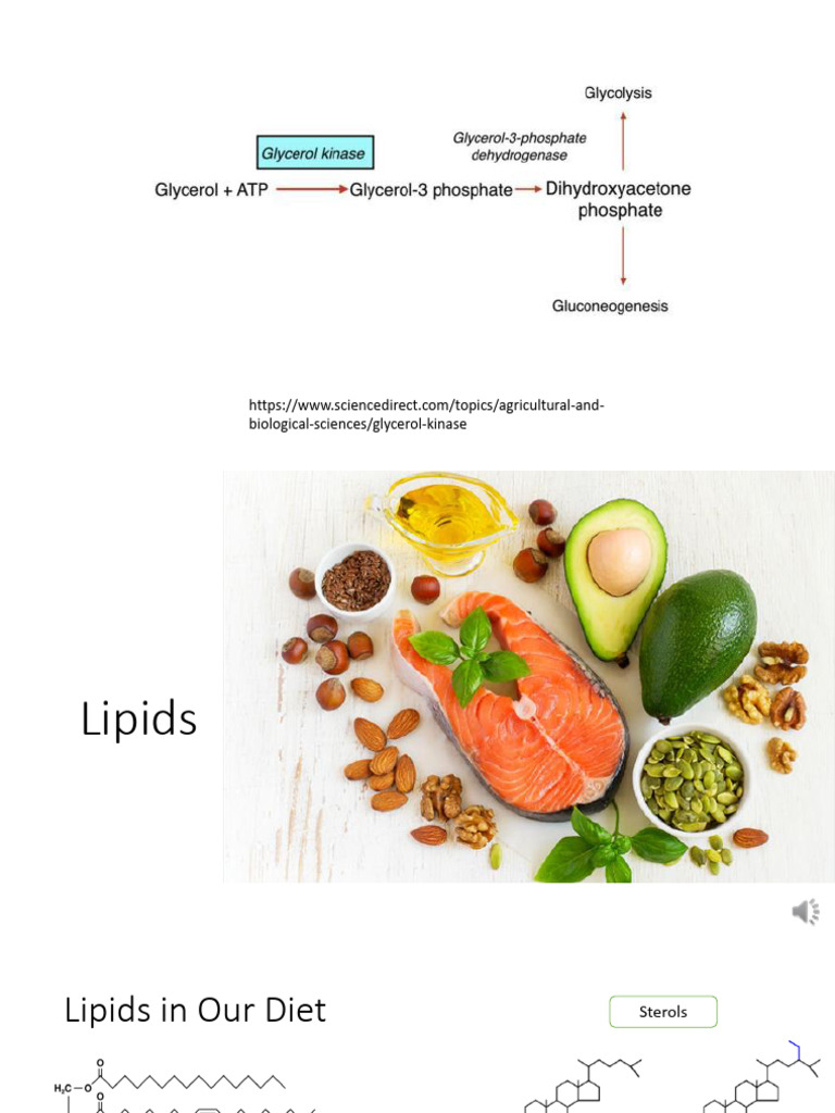 Overview Pencernaan Lipid | PDF