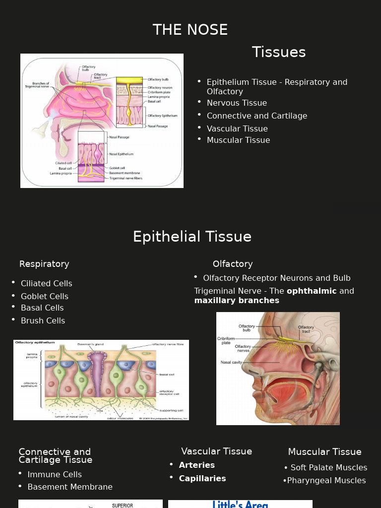 Respiratory System Pdf Lung Respiratory Tract