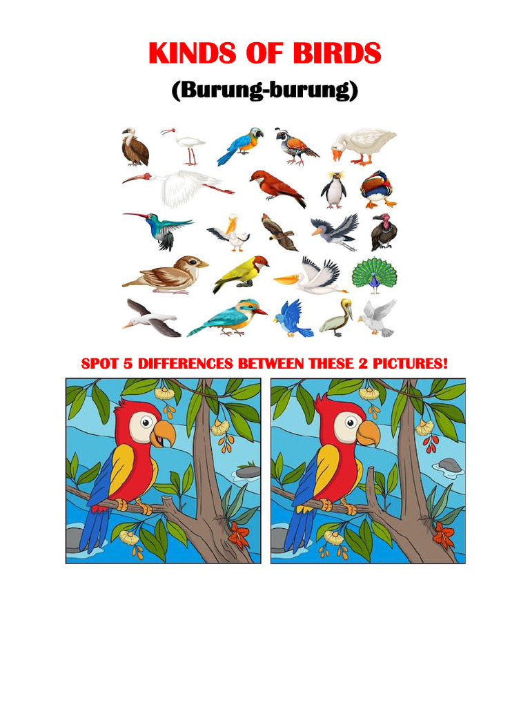 Types of Birds Vocabulary Exercises | PDF