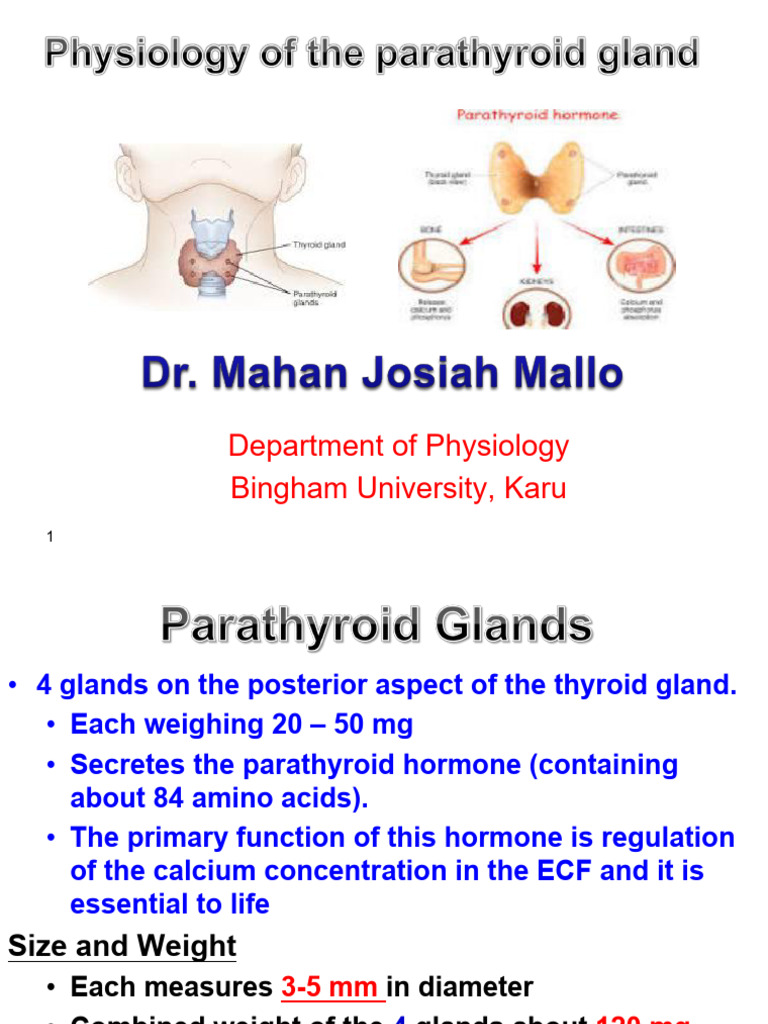 Physiology of The PARATHYROID Gland | PDF | Calcium In Biology ...
