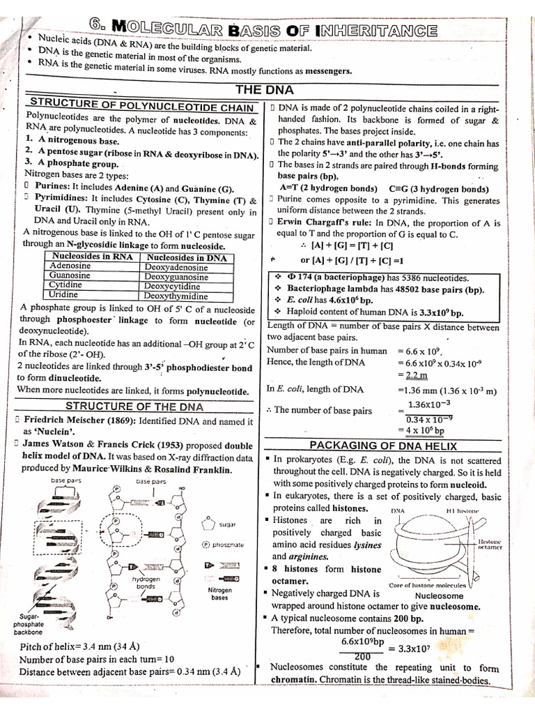 Molecular Basis of Inheritance | PDF