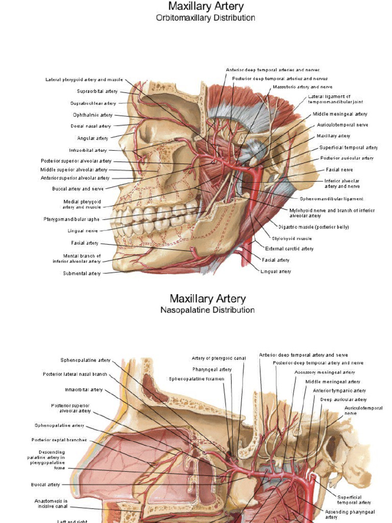 12 Maxillary Artery | PDF