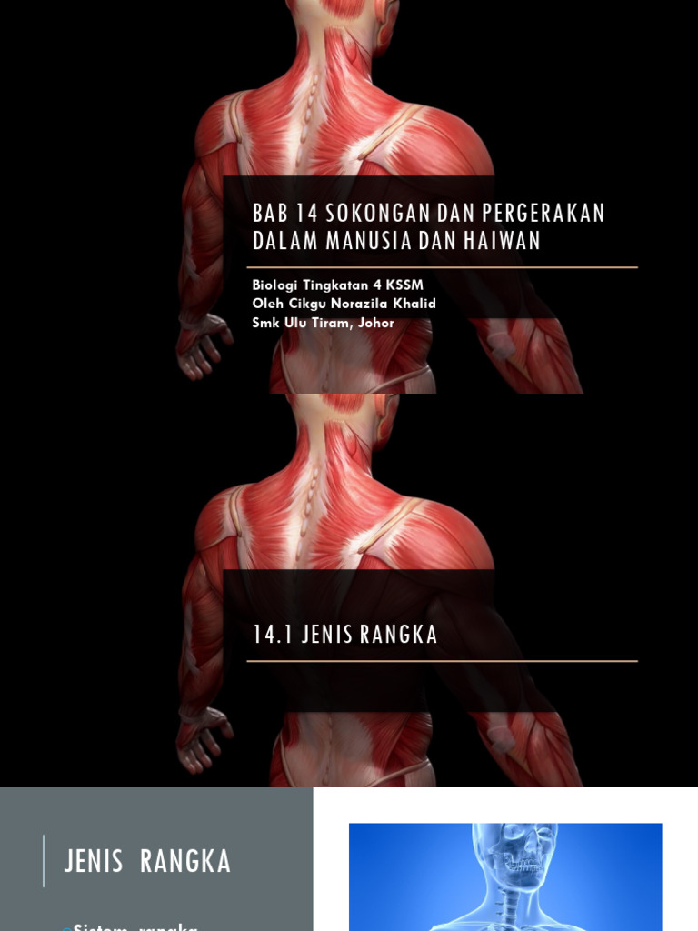 BIO T4 KSSM BAB 14 Sokongan Dan Pergerakan Dalam Manusia Dan Haiwan | PDF