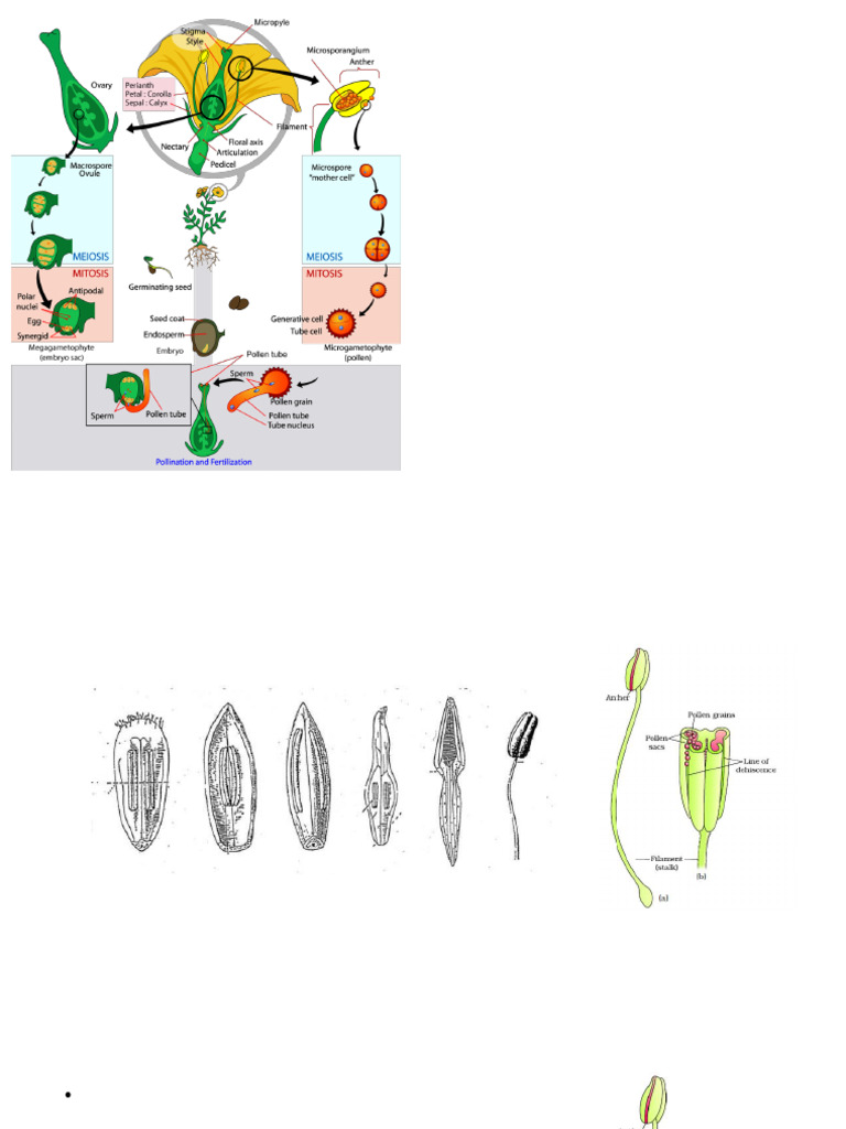 Evolution of Stamen and Carpel - Formation of Gametophytes | PDF ...