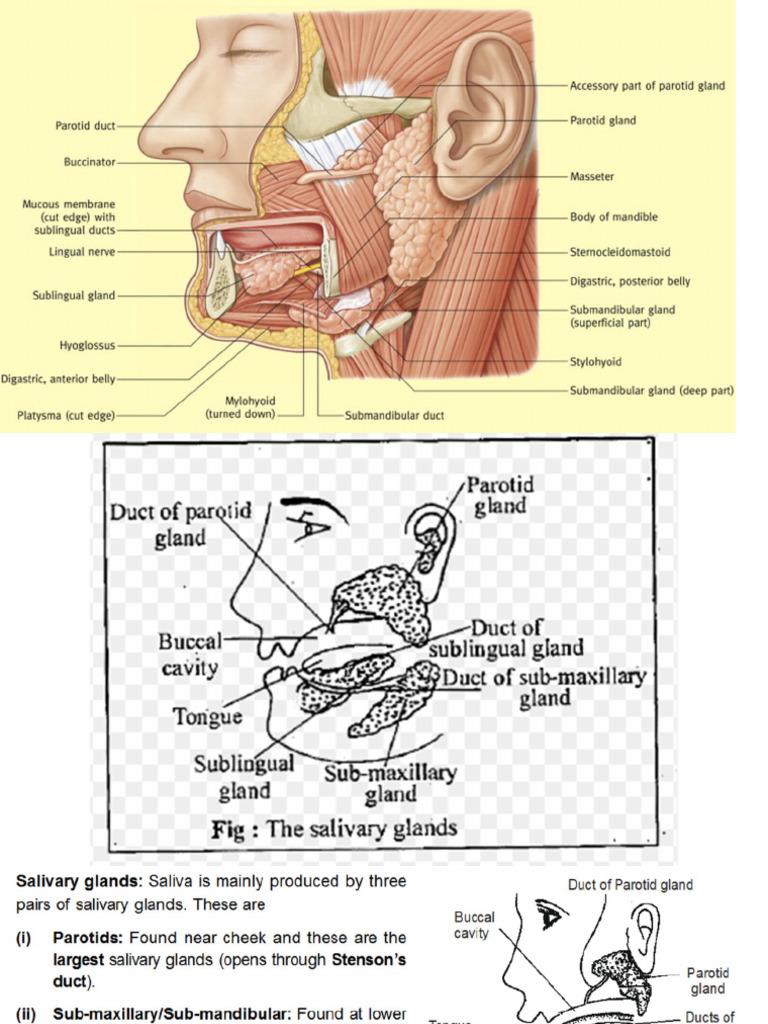 Human Digestive Glands | PDF