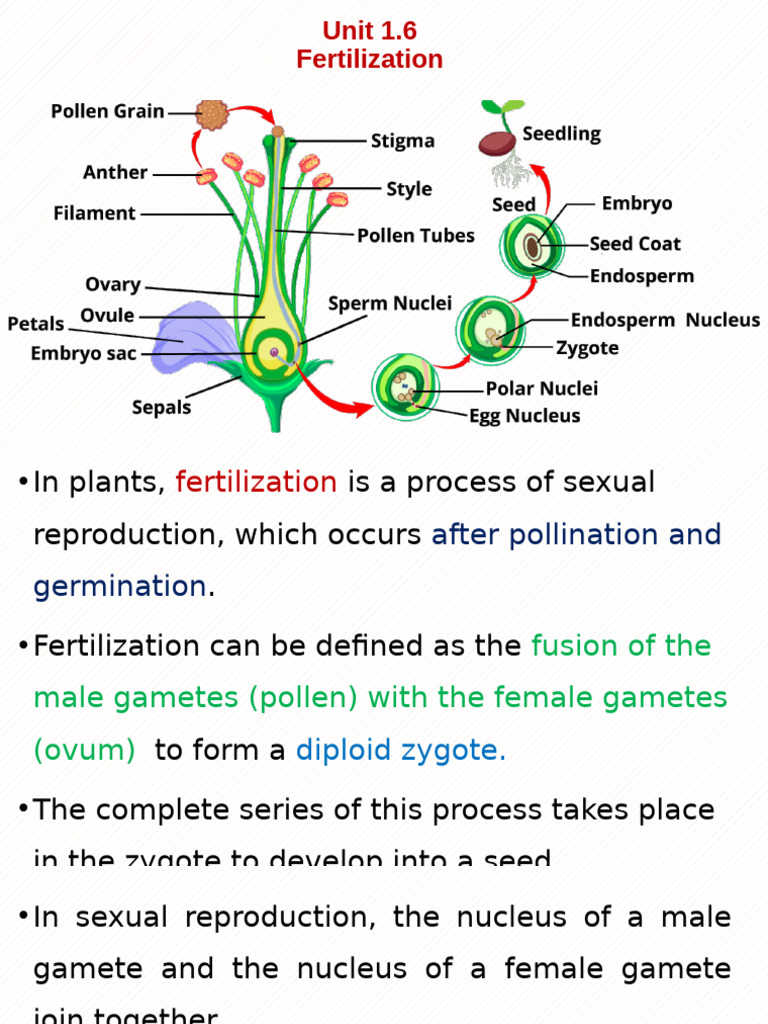 Unit 1.6 Fertilisation | PDF | Fertilisation | Seed