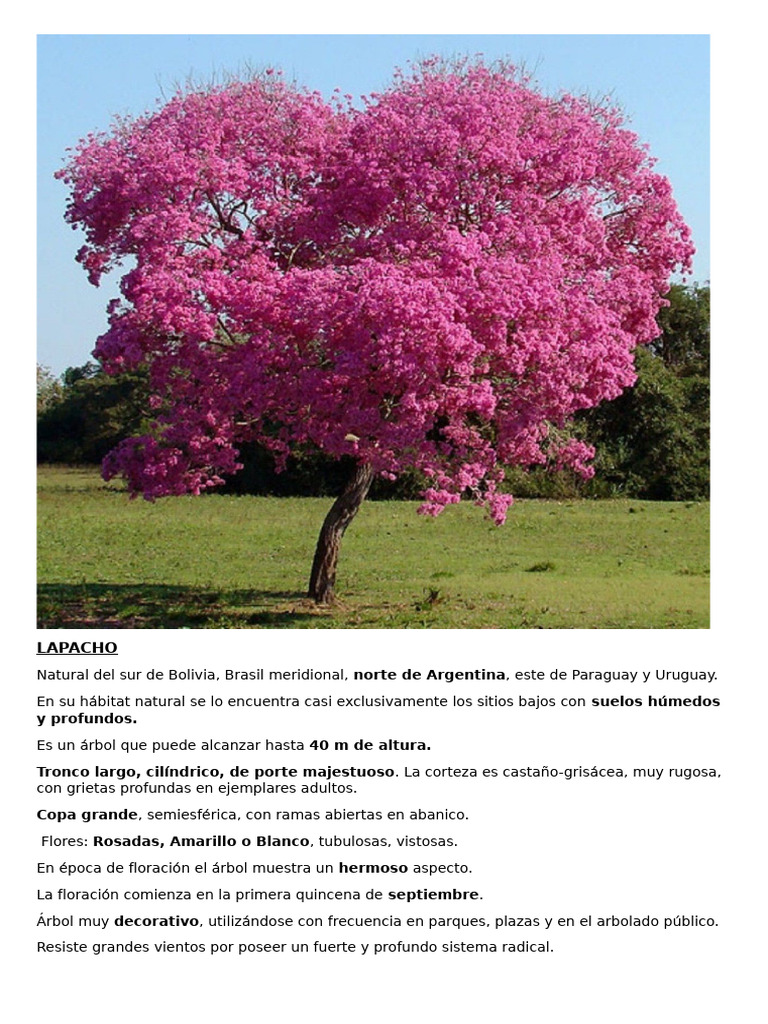 Características del árbol Lapacho | PDF
