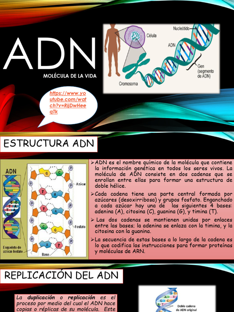 Molécula de La Vida: CH?V Rijdwhee QTK | PDF | Adn | Rna