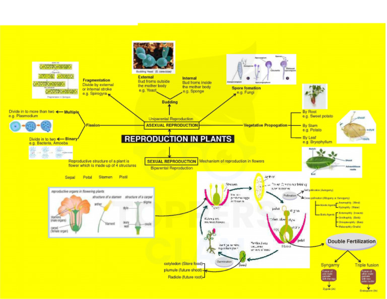 Mind Maps For Class 10 | PDF