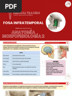 Anatomía de la Región Cigomática | PDF | Anatomía de los primates ...