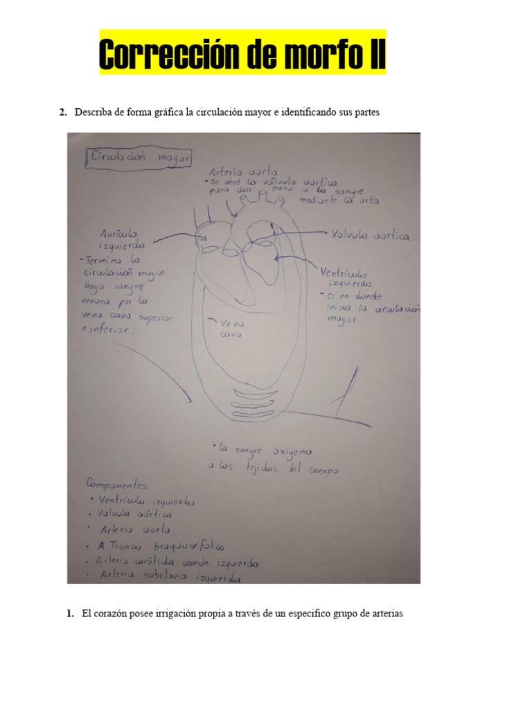 Morfo Correcion | PDF | Glándula pituitaria | Nervio