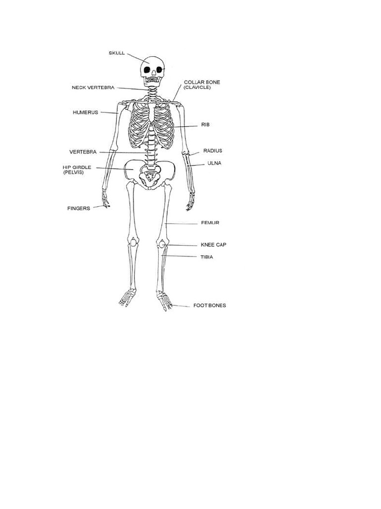 Skeleton | PDF