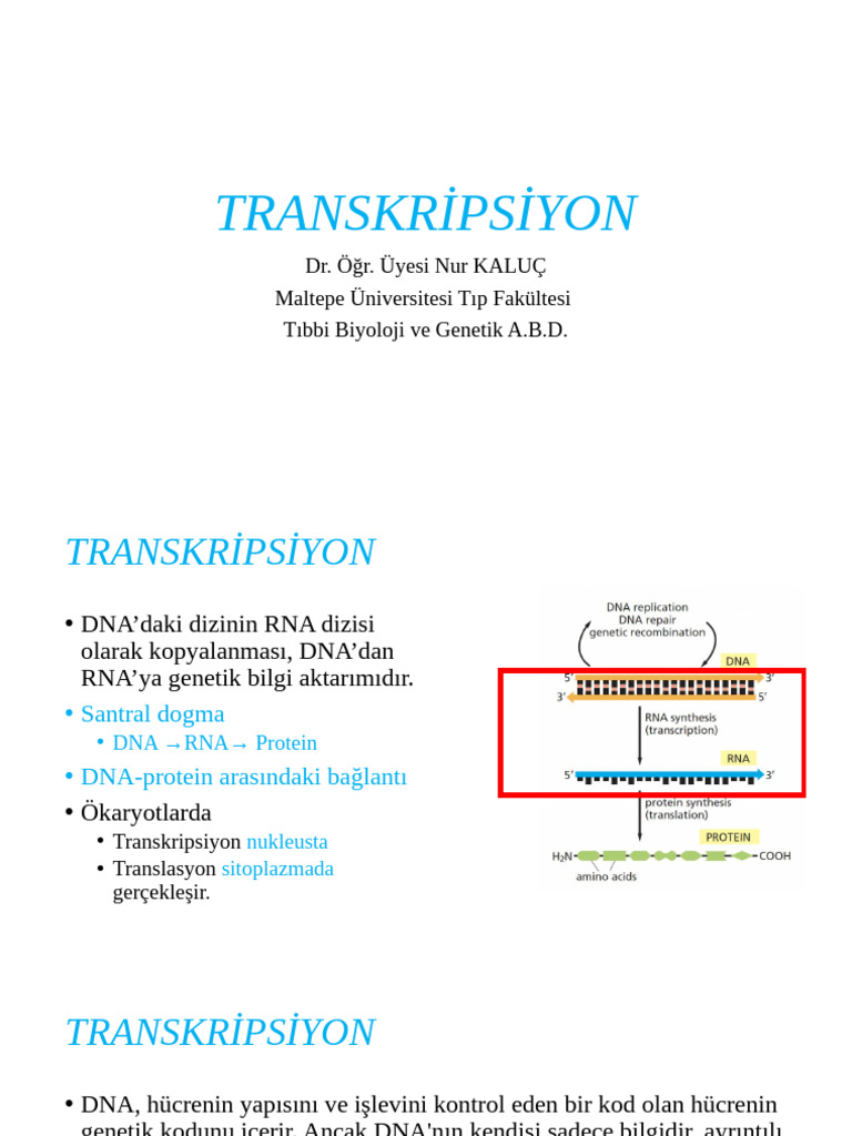 Transkripsiyon | PDF