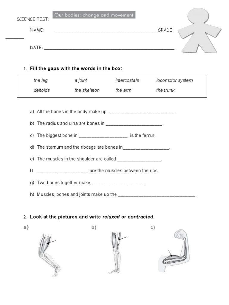 Science Test on Muscles and Bones | PDF | Science & Mathematics