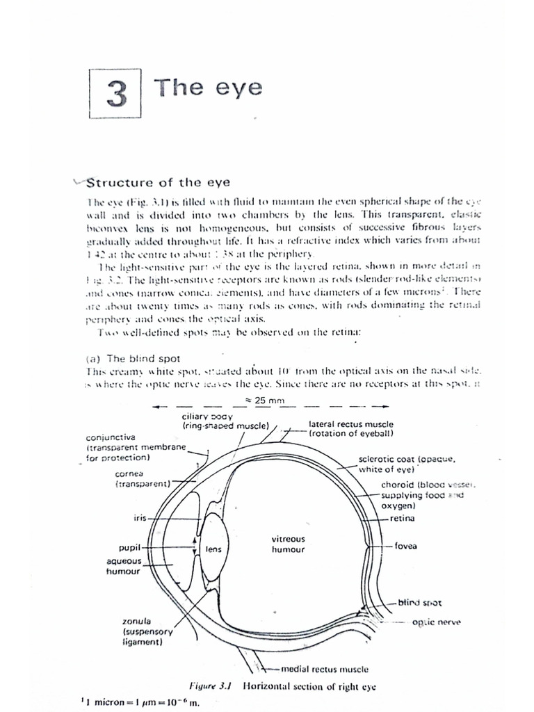 The Eye | PDF