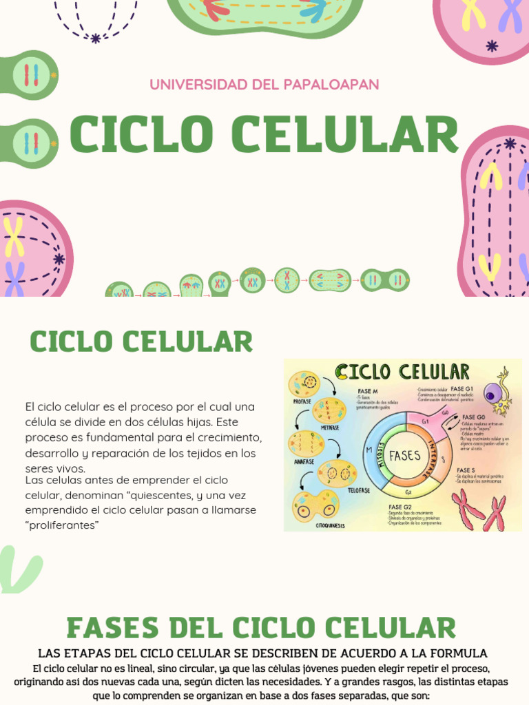 Ciclo Celular 2 | PDF | Biología Celular | Ciclo celular