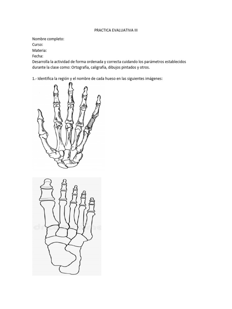4to Sec. Bio. Practica Evaluativa Iii | PDF
