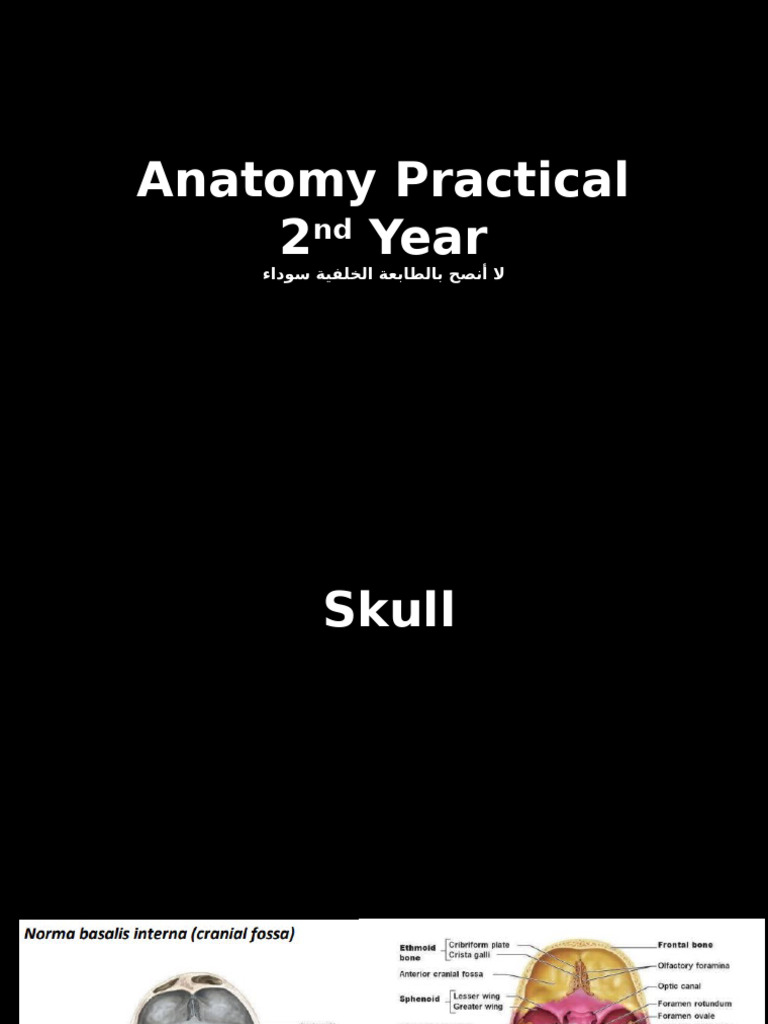 Anatomy Practical: 2nd Year Skull & CNS | PDF