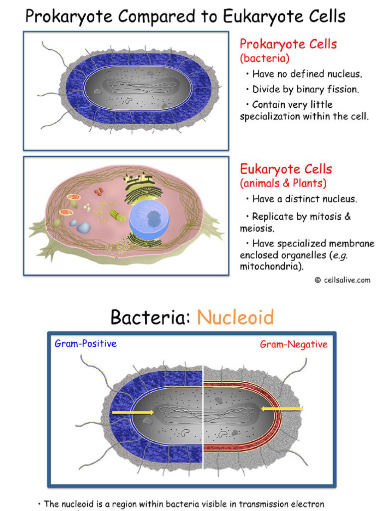 Bacteria Cell Model | PDF