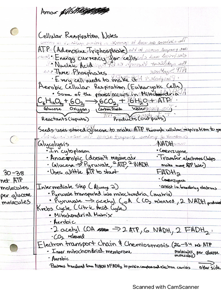 Cellular Respiration Notes | PDF