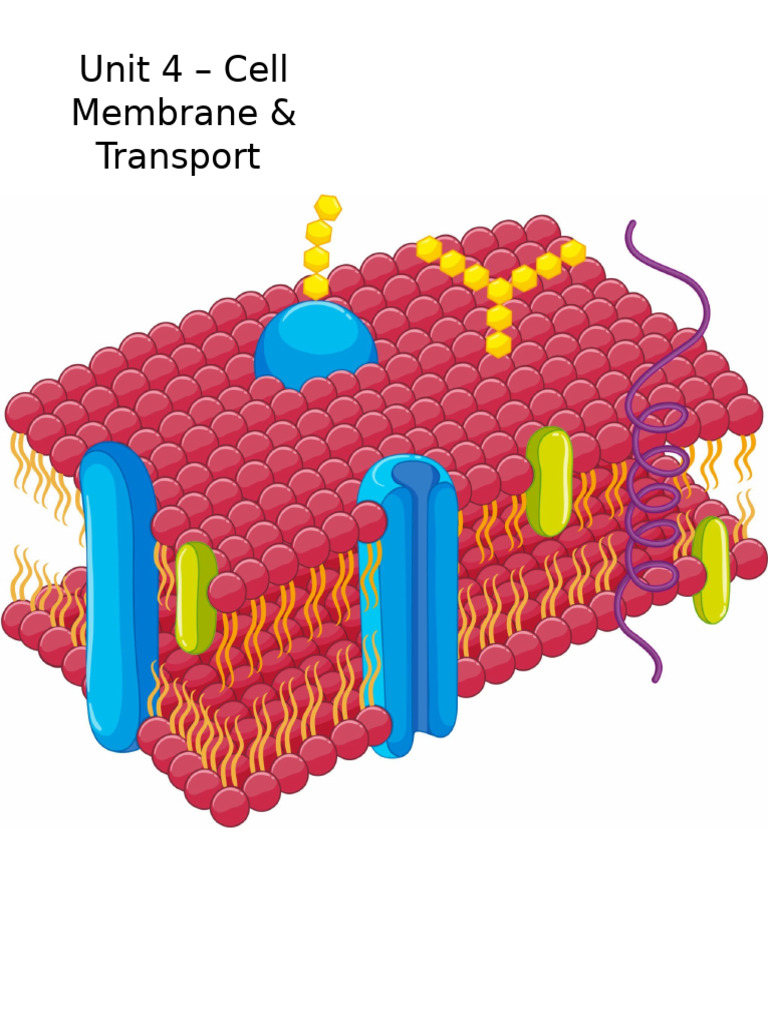 Https:API Schoology Comv1attachment1676640982sour61 | PDF | Cell Membrane | Membrane Biology