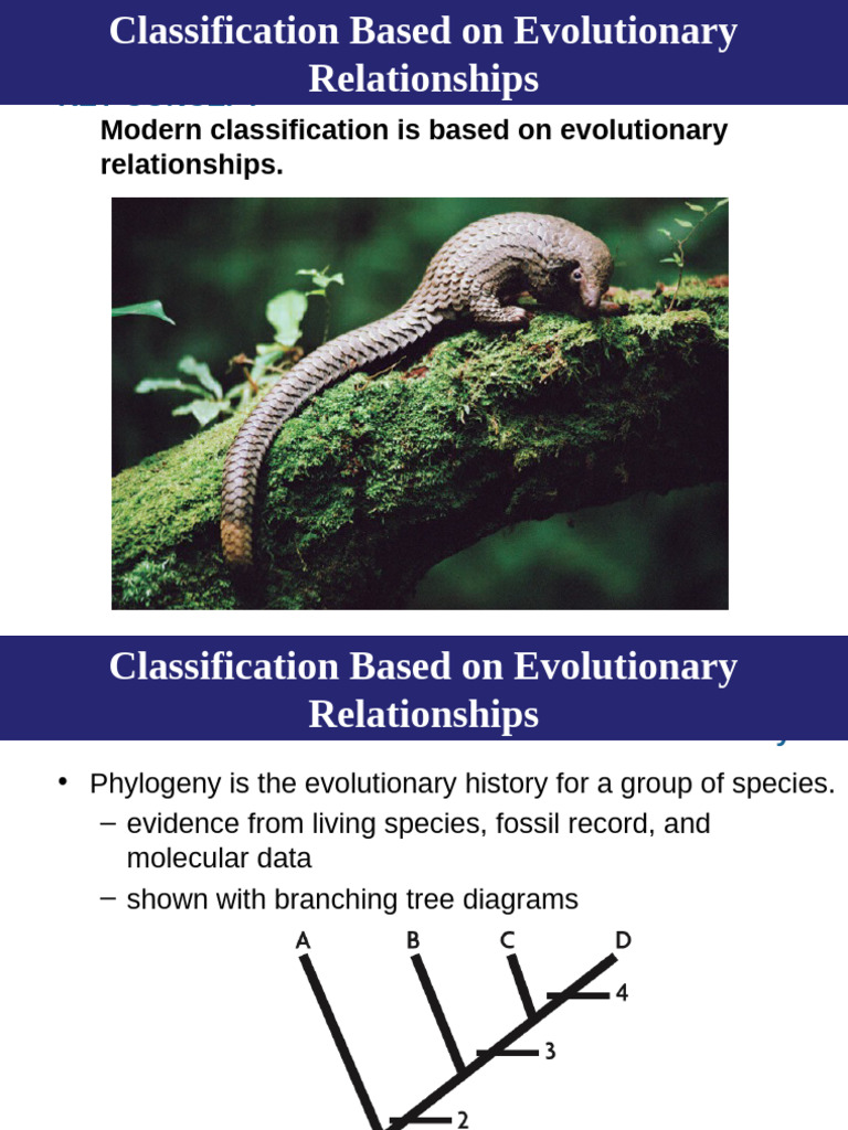 18.2 Classification Based On Evolutionary Relationships | PDF | Phylogenetic Tree | Clade
