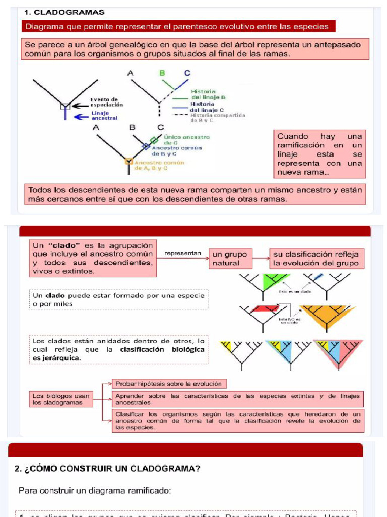 Copia de EJEMPLO DE CLADOGRAMA | PDF
