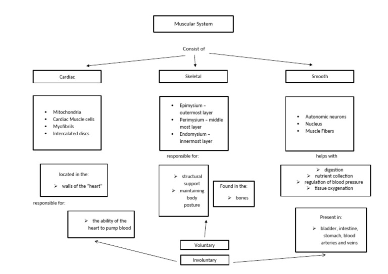 Overview of Muscle and Tissue Functions | PDF