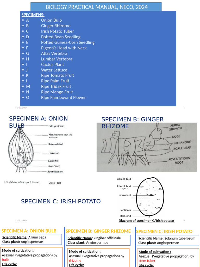 NECO 2024 Biology Practical Specimens | PDF | Petal | Fruit