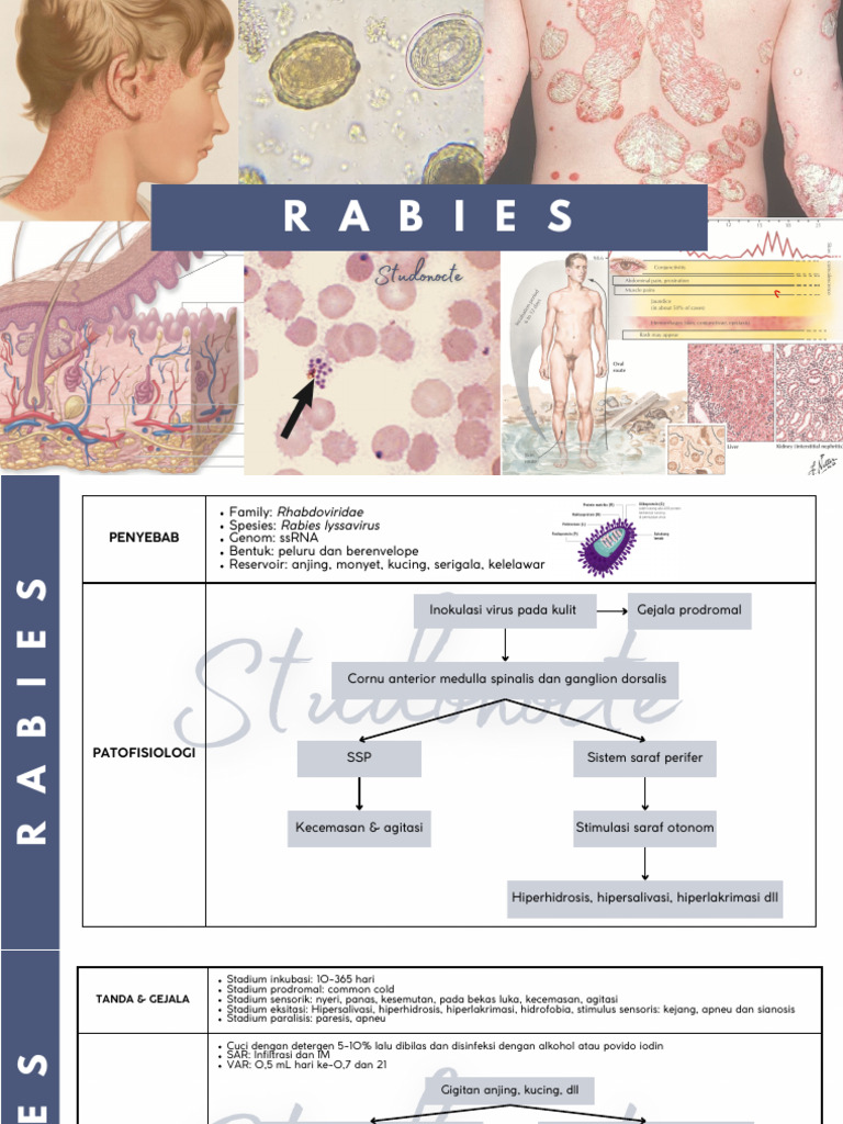 8 Rabies PDF | PDF