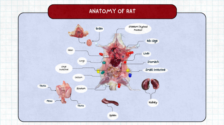 Rat Anatomy | PDF