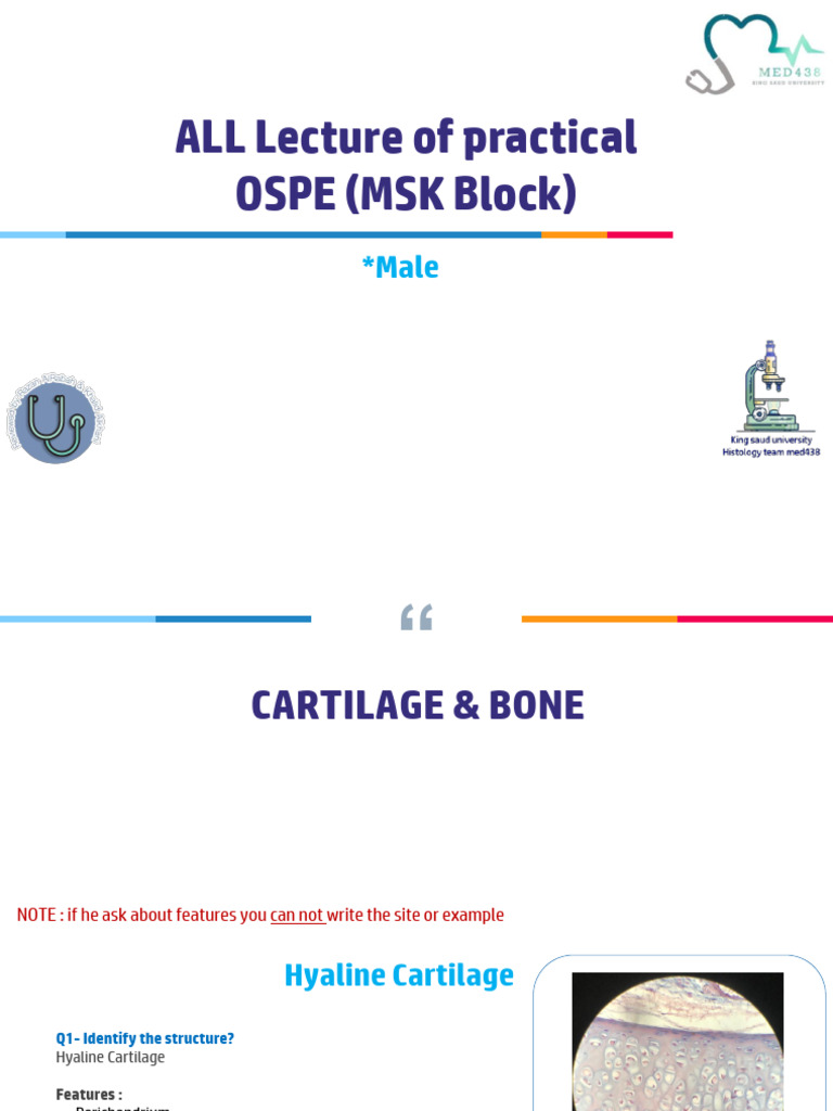 MSK Histology Boys | PDF | Bone | Muscle