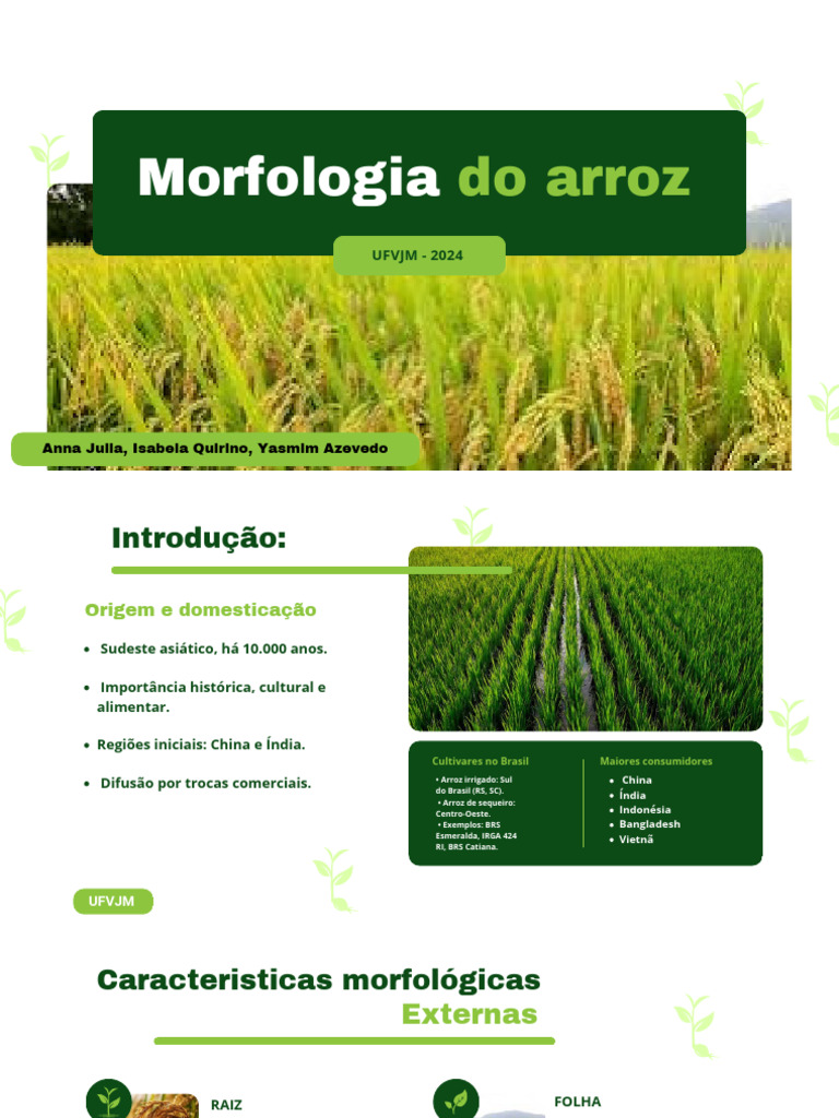 Morfologia.pdf | PDF | Arroz | Raiz