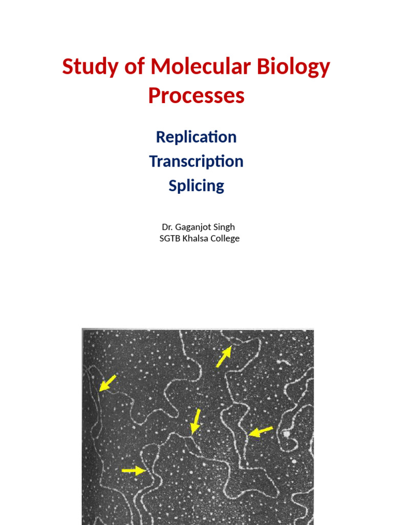Practical - Replication, Transcriptionand Splicing | PDF