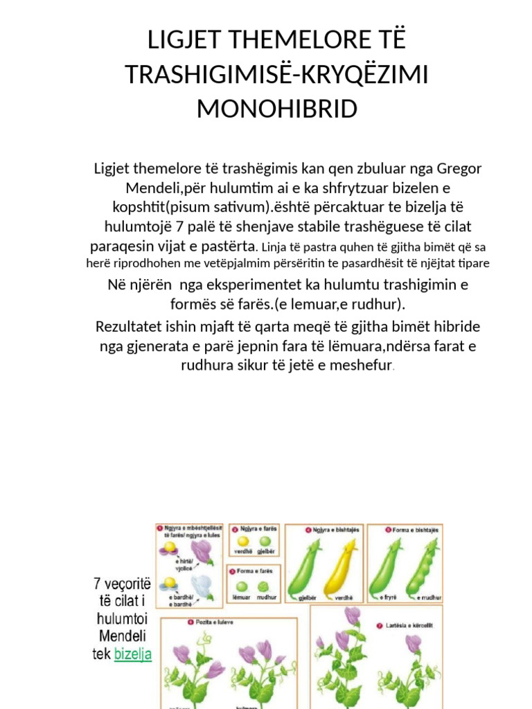 Ligjet Themelore Të Trashigimisë-Kryqëzimi Monohibrid | PDF