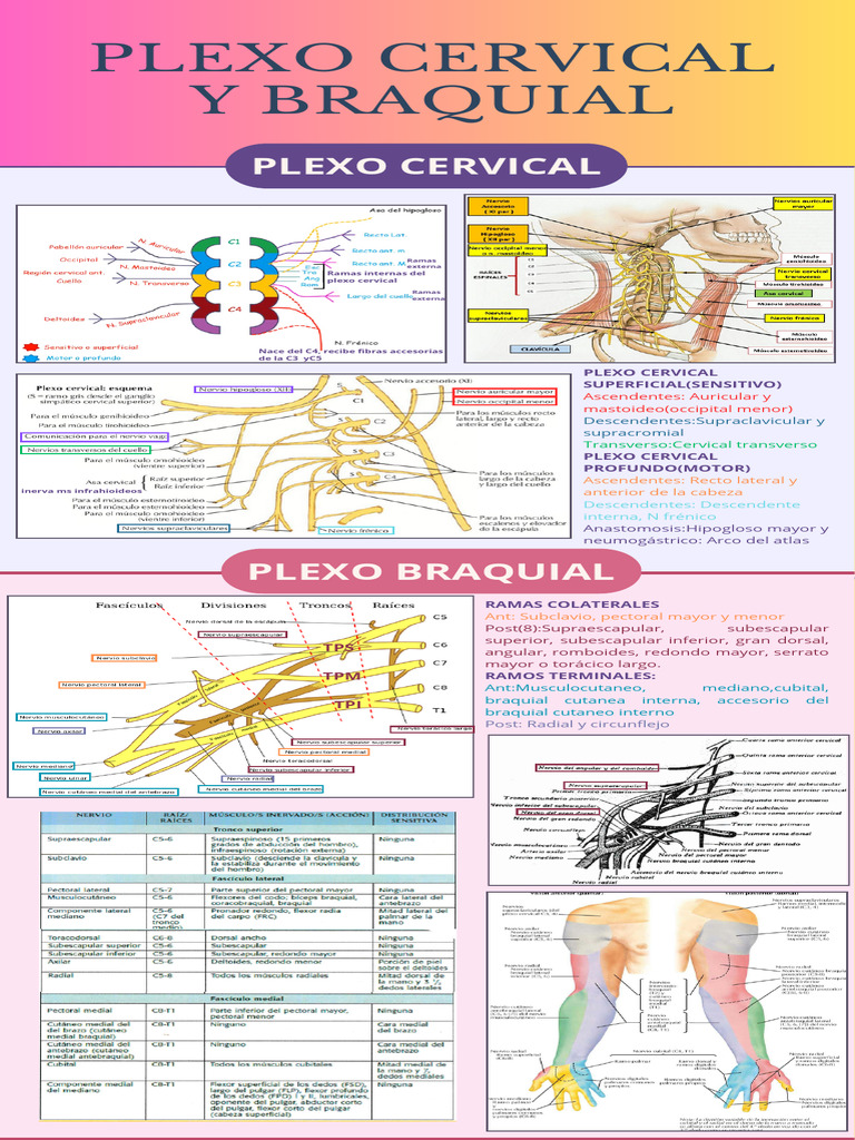 Plexo Cervical y Braquial | PDF | Anatomía humana | Sistema musculoesquelético