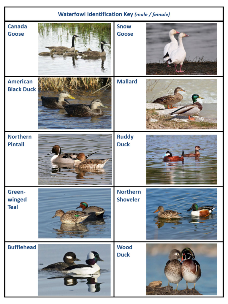 Waterfowl ID Key | PDF