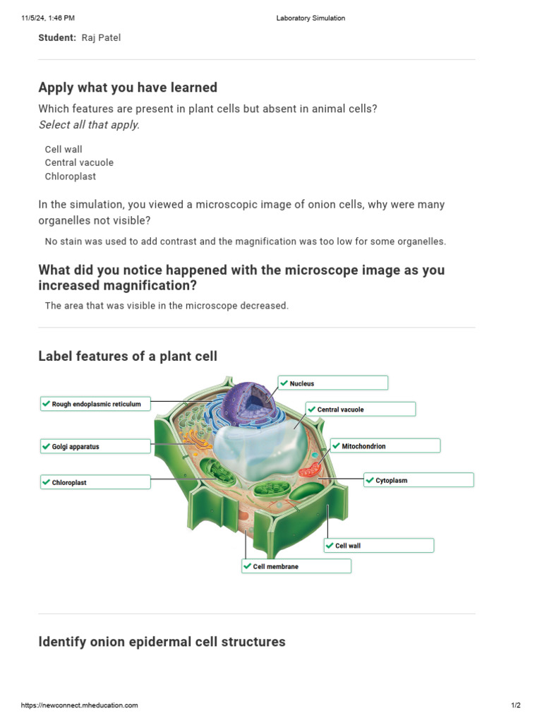 Lab #4b - Onion Epidermal Cells | PDF