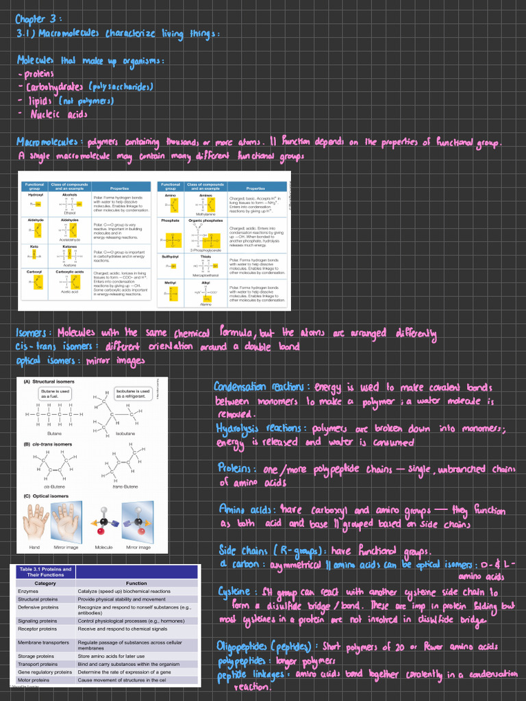 Chapter 3 Notes Pdf Protein Structure Carbohydrates