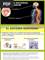 Digestión: Bolo, Quimo y Quilo | PDF | Digestión | Tracto gastrointestinal